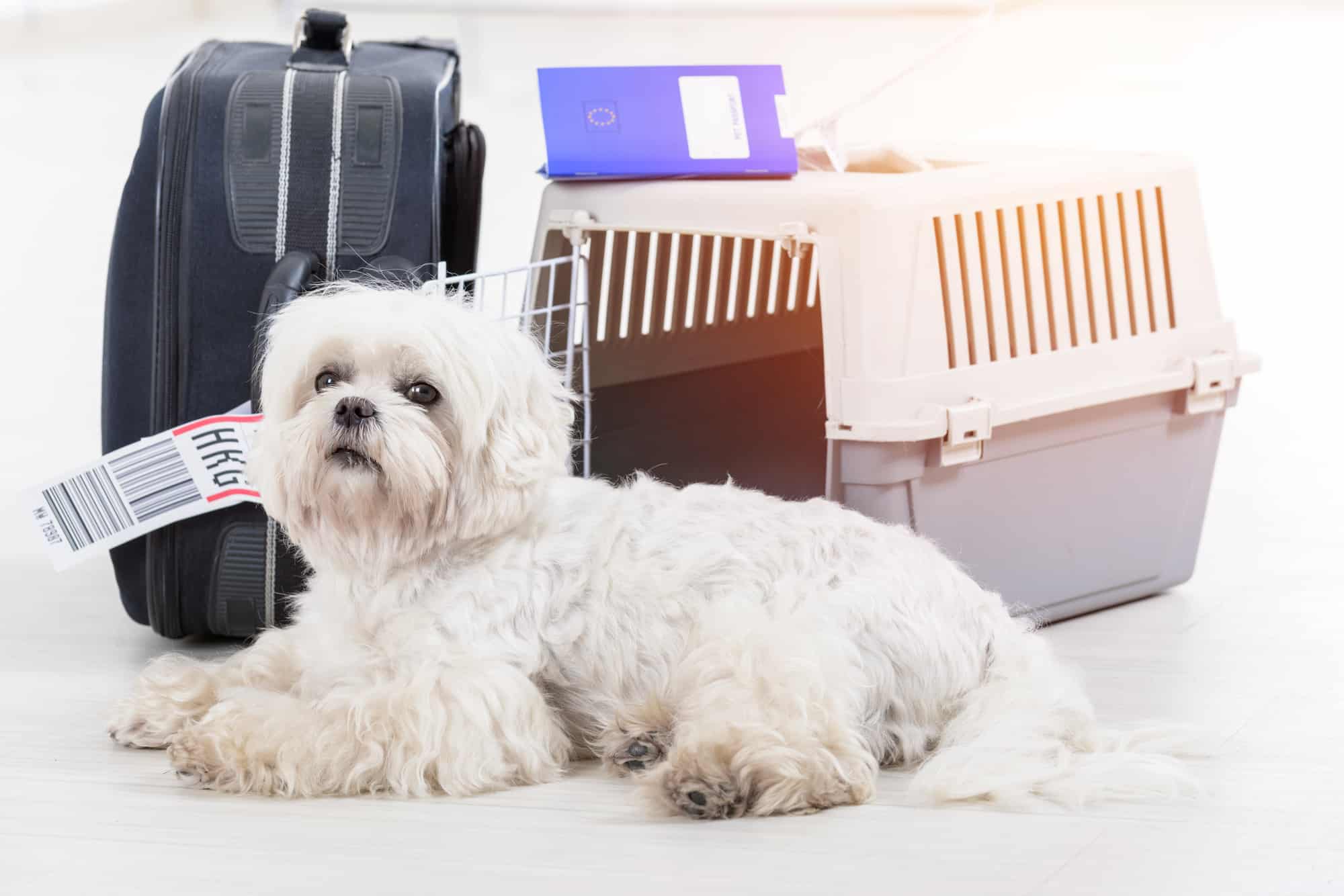 What Airlines Ship Dogs Top 5 To Choose For Pet Owners Blue Collar What Airlines Ship Dogs Top 5 To Choose For Pet Owners Blue Collar